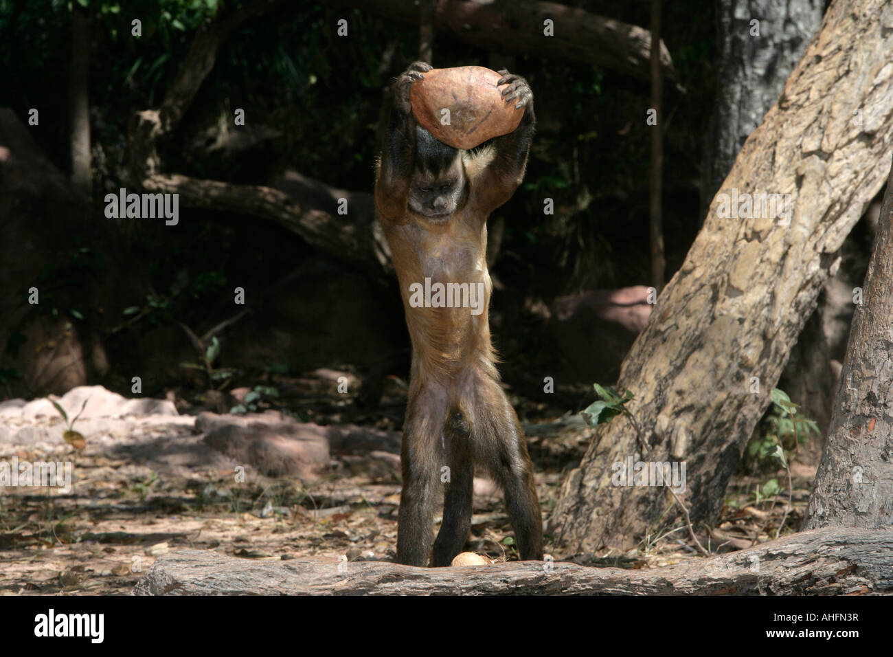 Bearded capuchin cracking nut hi-res stock photography and images - Alamy
