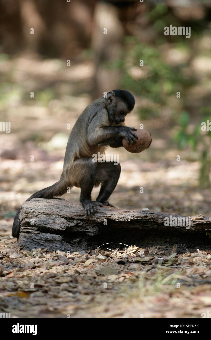 Bearded capuchin stone hi-res stock photography and images - Alamy