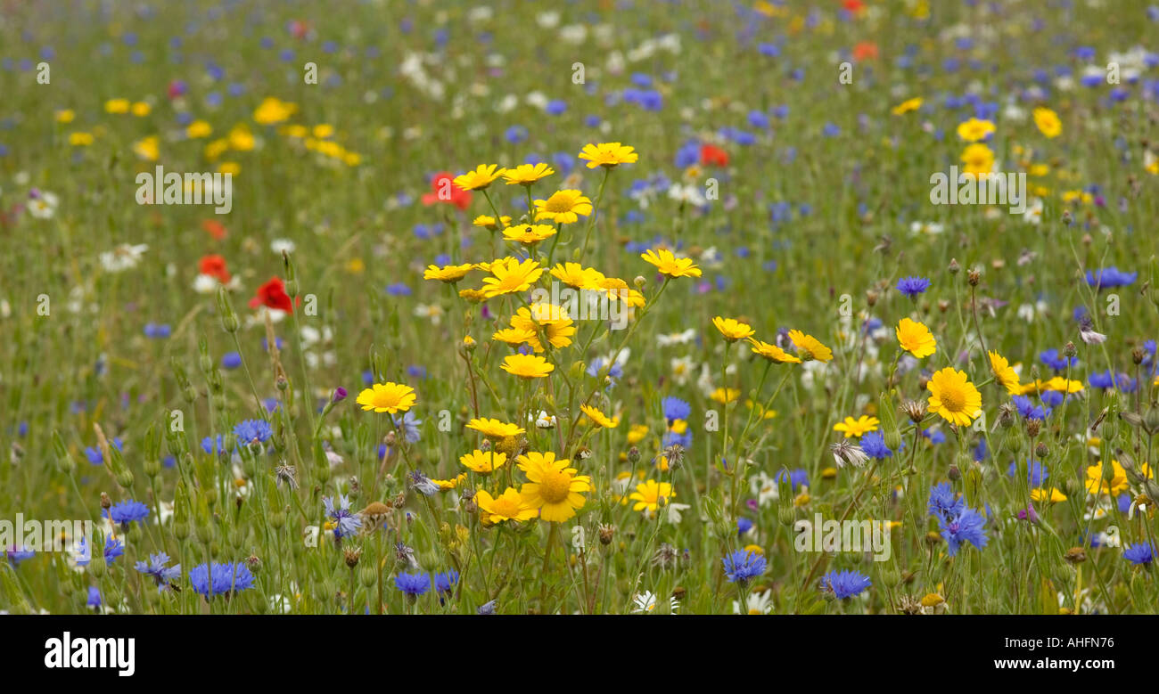 Wild Flower Meadow Stock Photo - Alamy