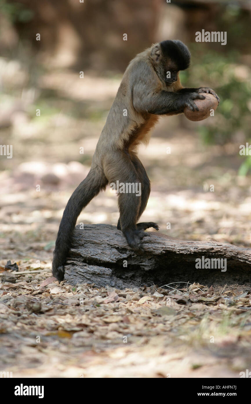 Bearded capuchin cracking nut hi-res stock photography and images - Alamy
