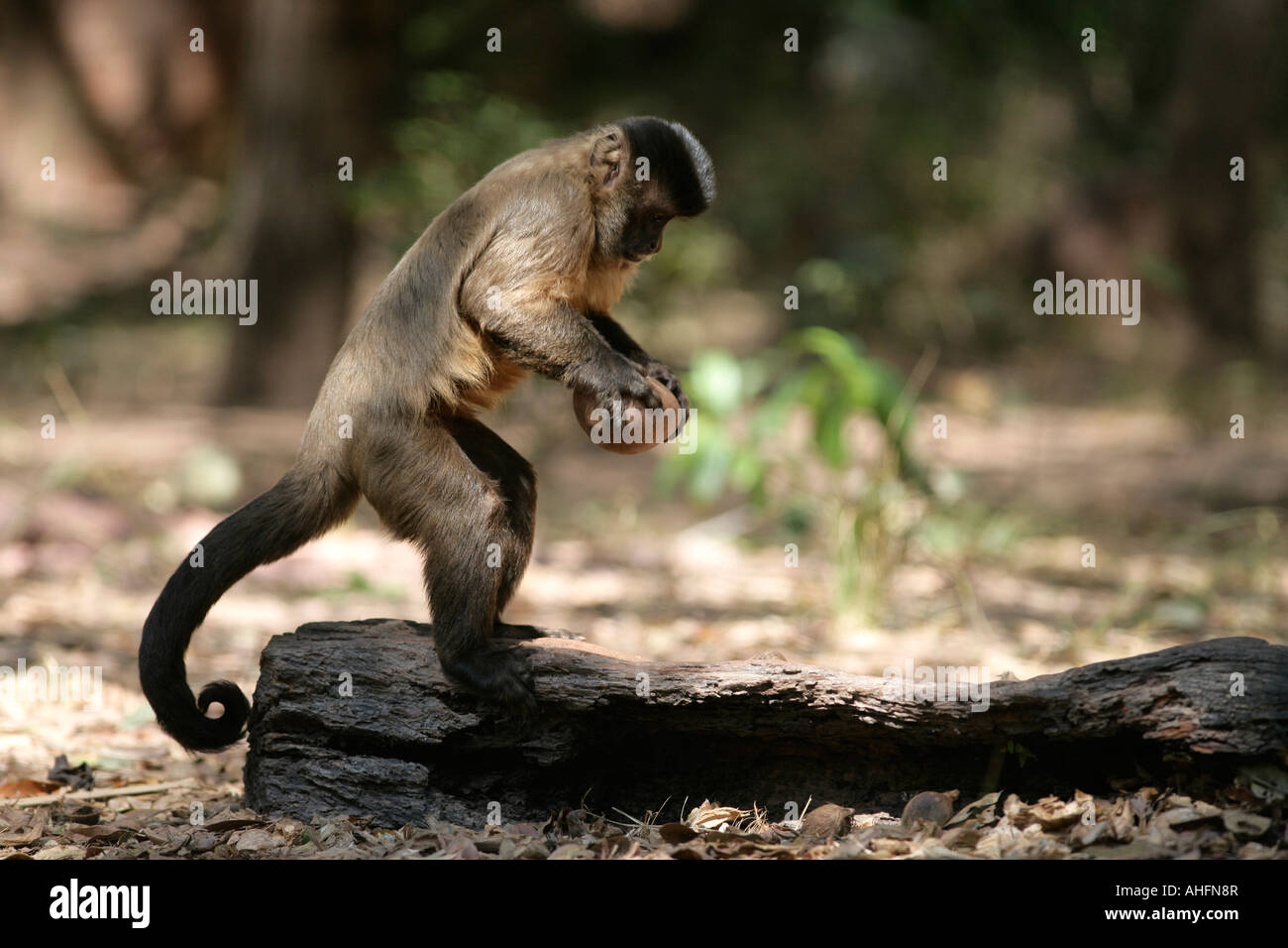 Brown capuchin or black-striped capuchin or bearded capuchin, Cebus ...