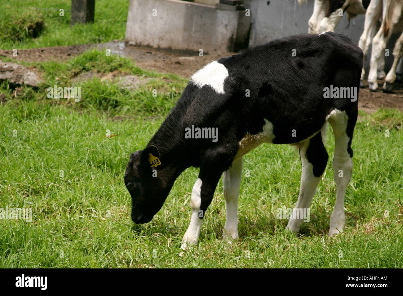 Holstein Friesian cows eating grass at a farm in Cerro Punta Chiriqui ...