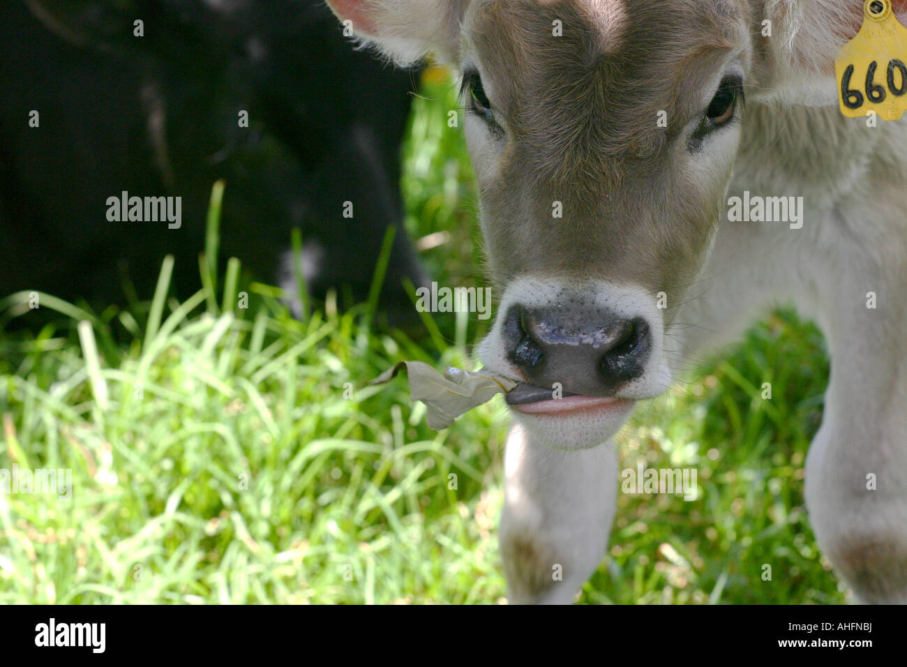 Cows eating grass at a farm in Cerro Punta Chiriqui Province Panama ...