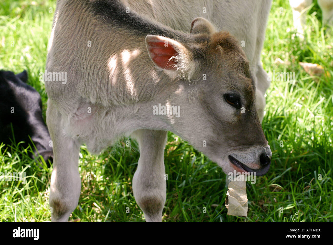 Cows eating grass at a farm in Cerro Punta Chiriqui Province Panama ...