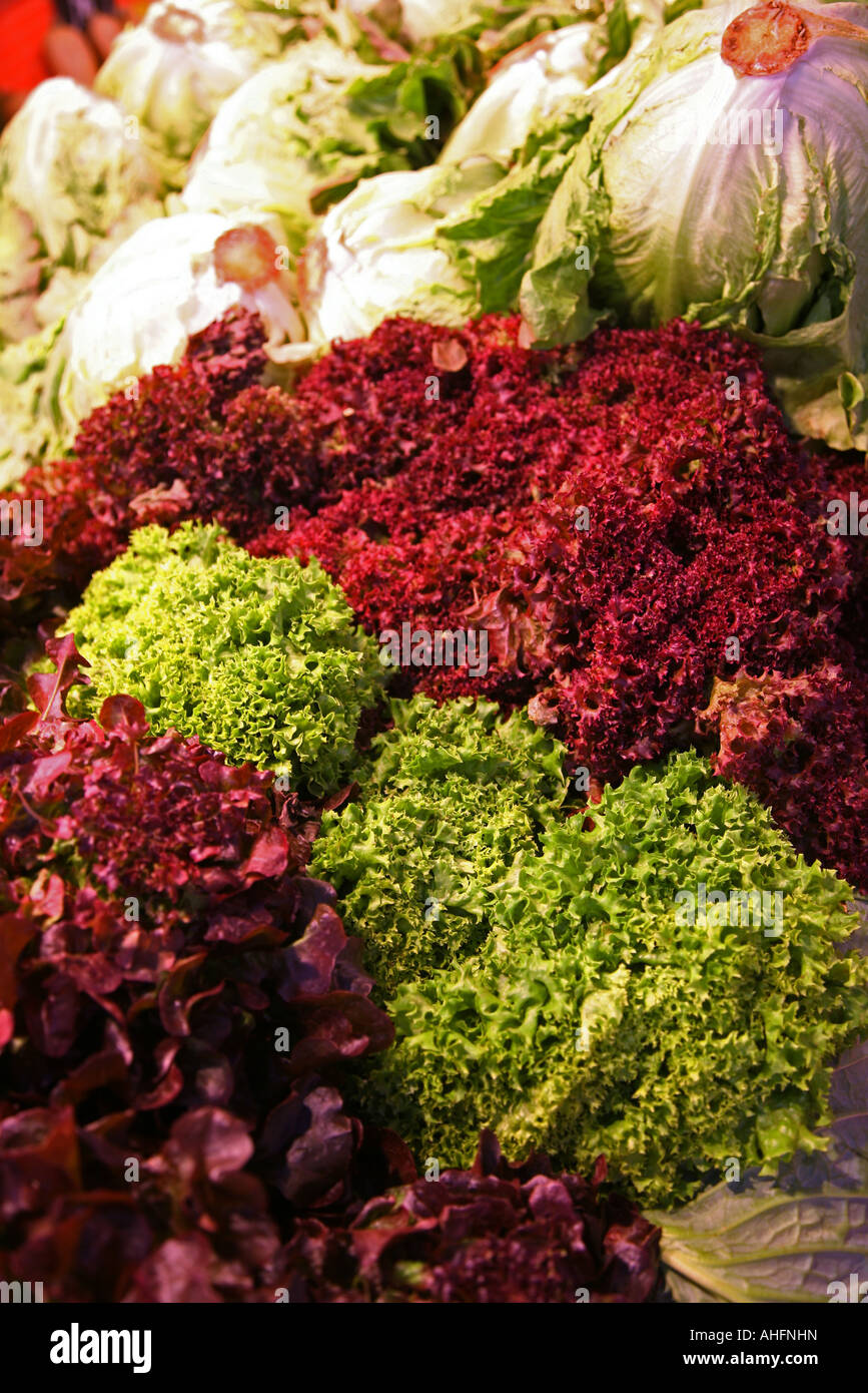 Cabbage, red, vegetable, cole, leafy, green, agriculture, growing ...