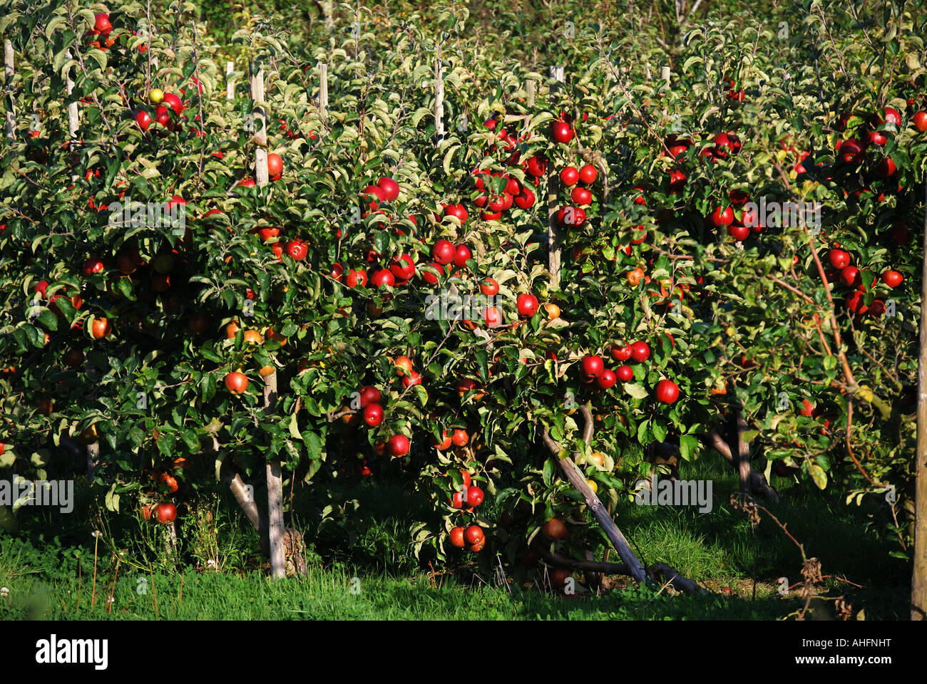 Kent orchard hi-res stock photography and images - Alamy
