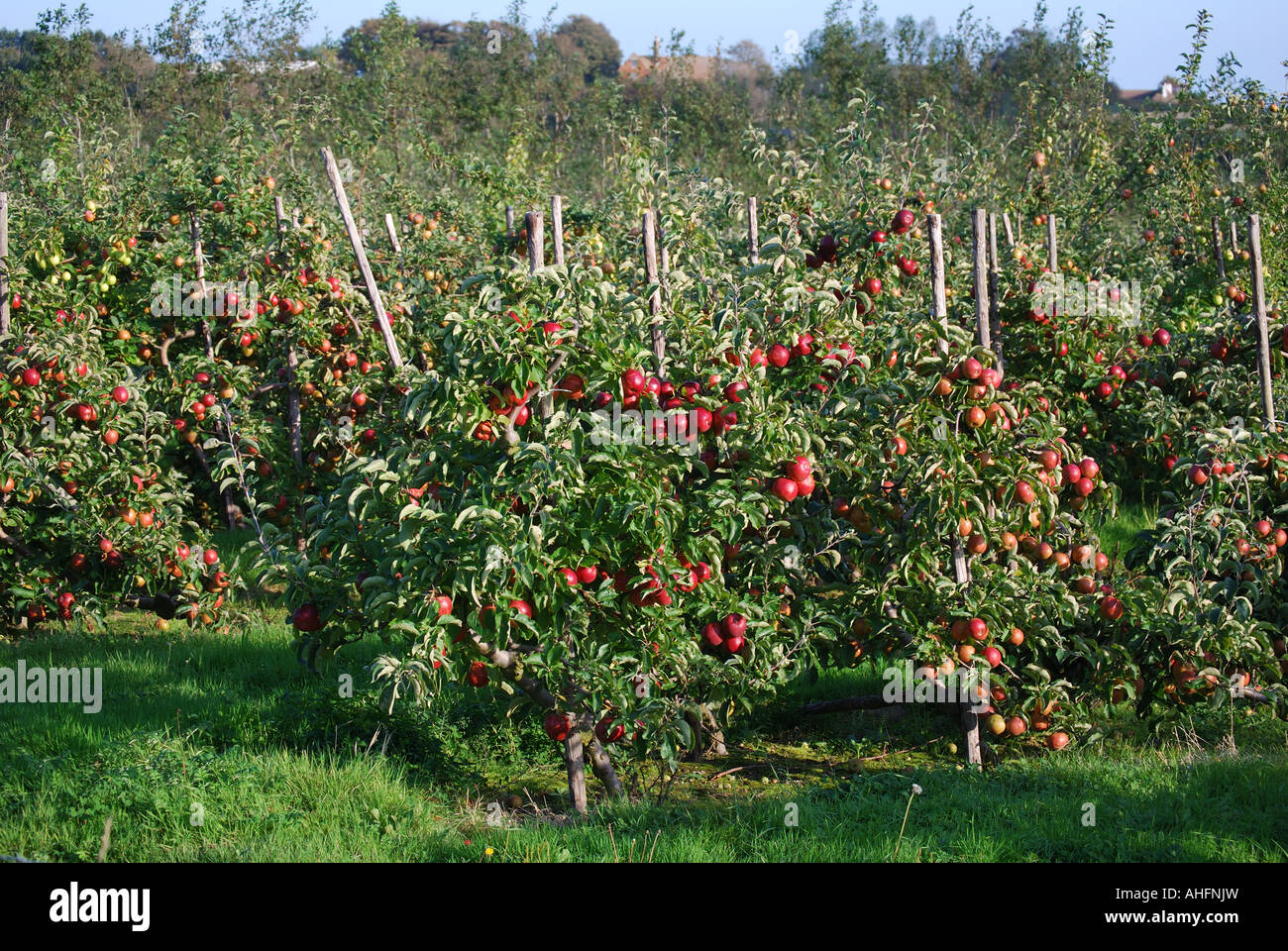 Kent orchard hi-res stock photography and images - Alamy