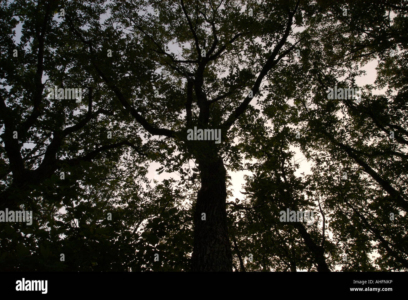 Eastern deciduous forest canopy hi-res stock photography and images - Alamy