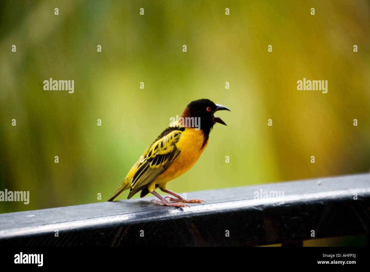 Yellow on chest breeding hi-res stock photography and images - Alamy