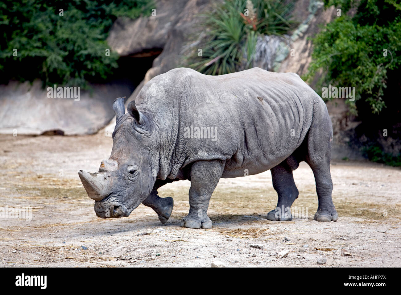 White Rhinoceros standing front side in a natural area Stock Photo - Alamy