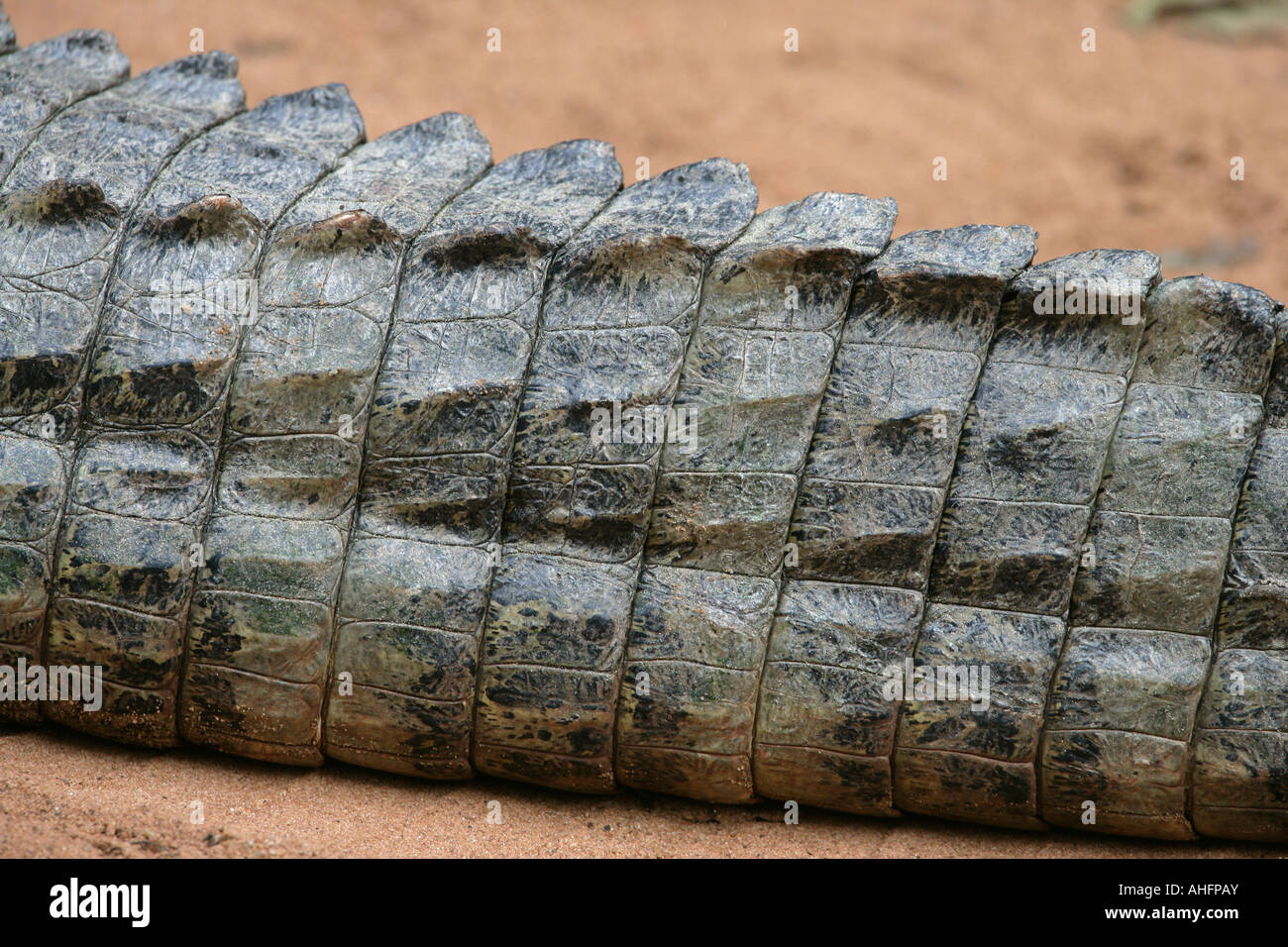 Caiman skin Brazil Stock Photo - Alamy