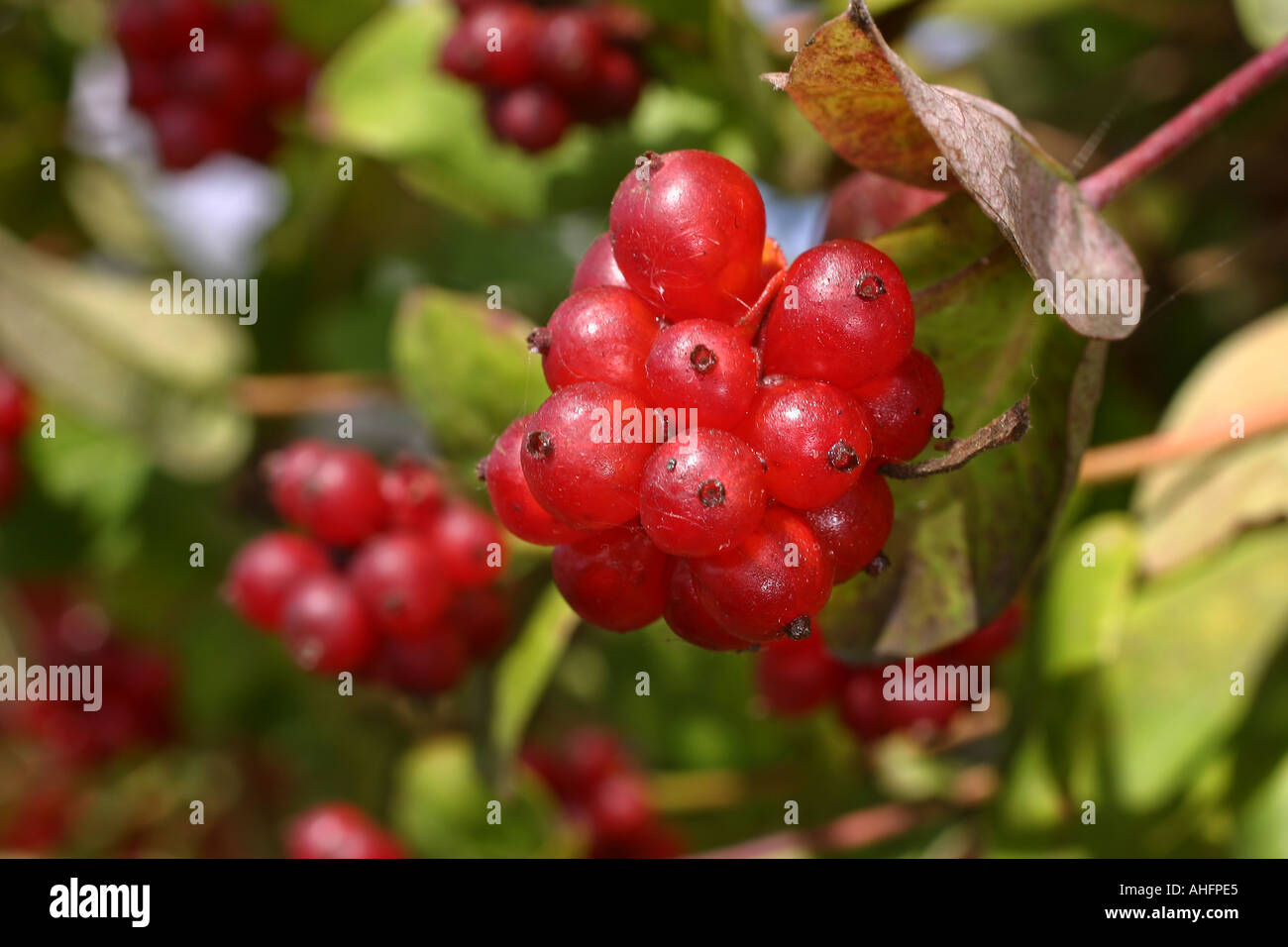 Honeysuckle berries bird hi-res stock photography and images - Alamy