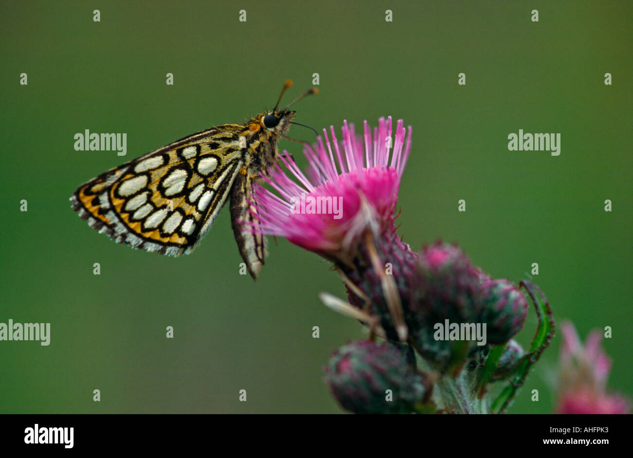 Butterfly - Heteropterus morpheus Stock Photo - Alamy