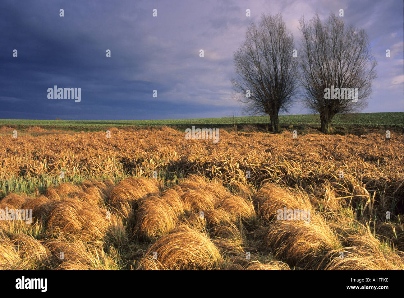 April weather - landscape in Mecklenburg-Germany Stock Photo - Alamy