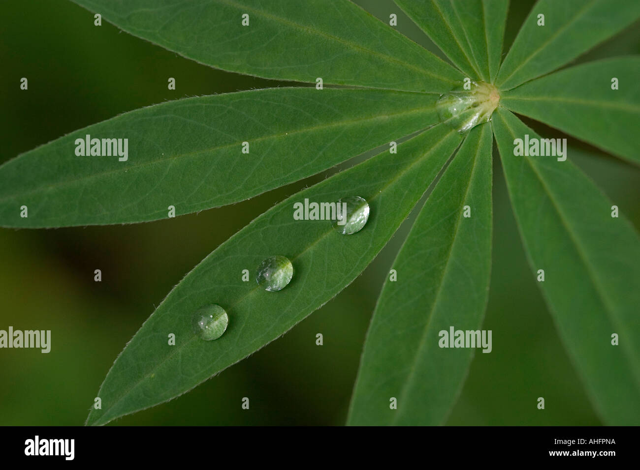 Drop of a rain hi-res stock photography and images - Alamy
