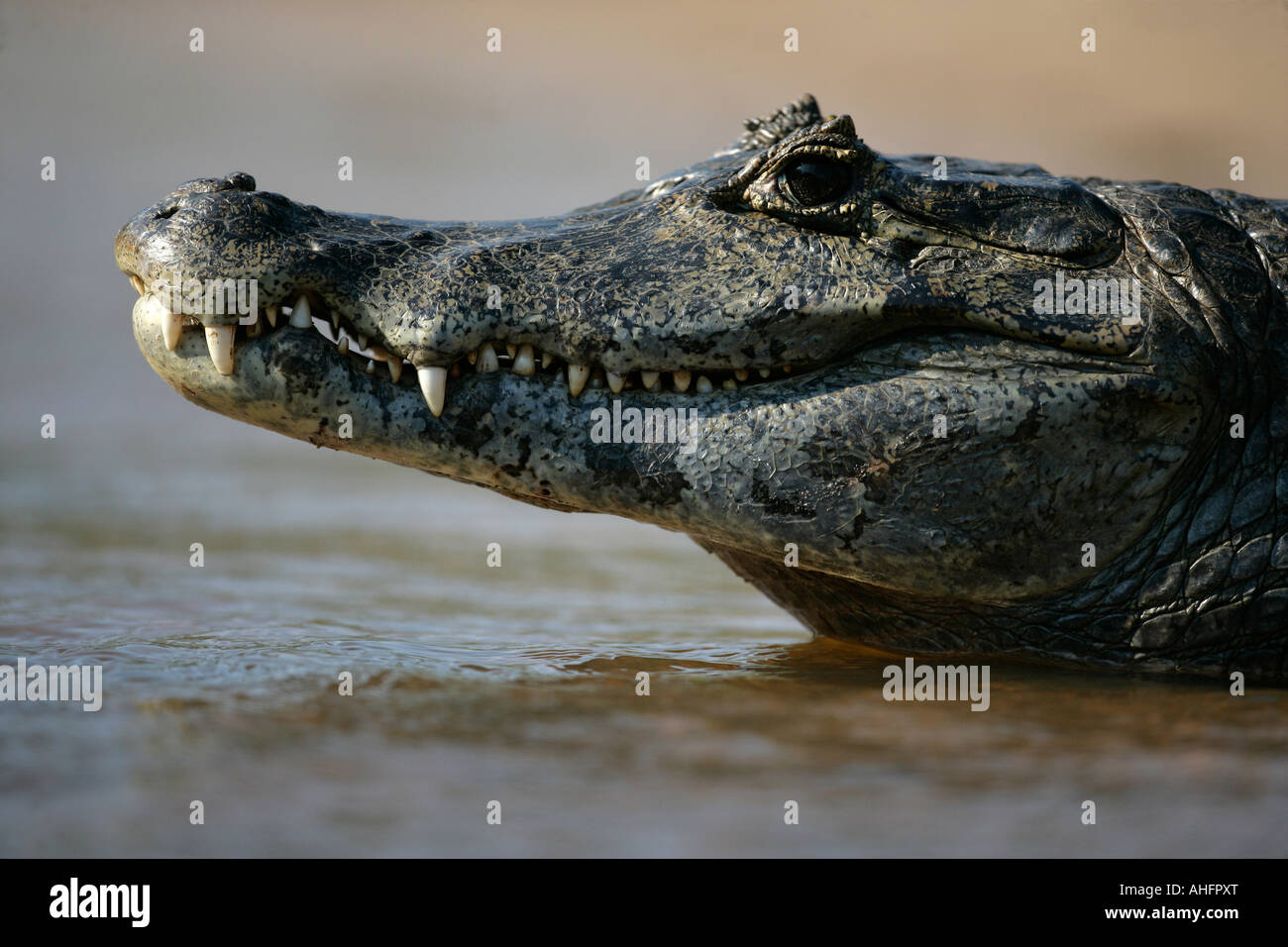 Caiman hi-res stock photography and images - Alamy
