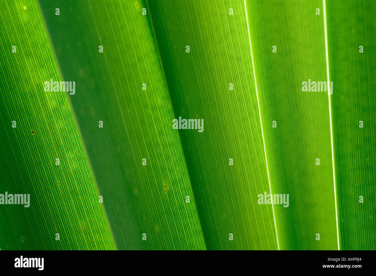 Green venetian blind - leaf - Typha latifolia Stock Photo - Alamy