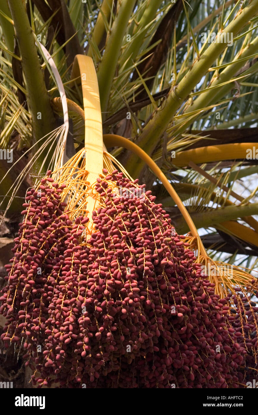 Red dates hang down from the crown of a palm tree, San Marino, Los ...