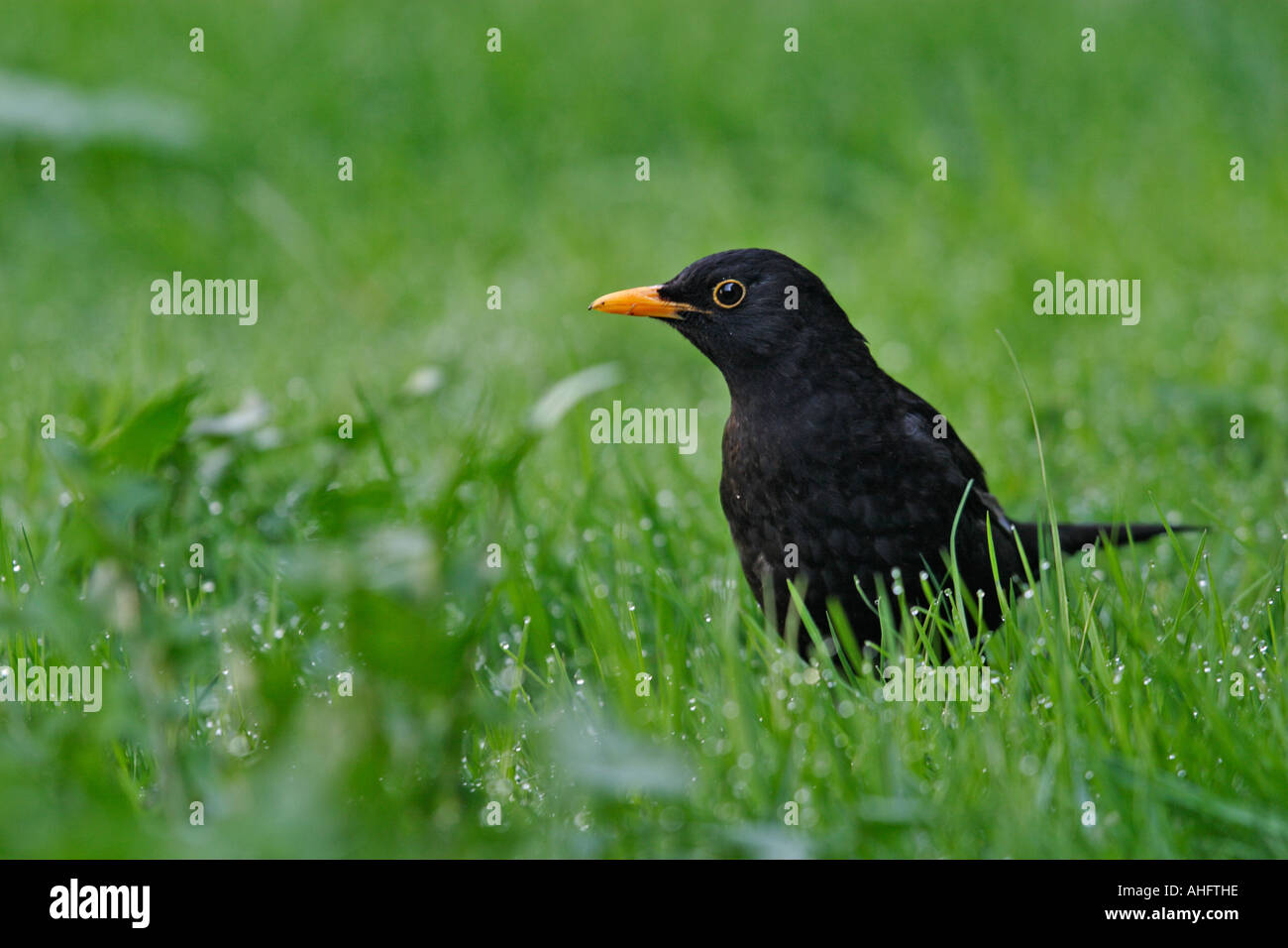 Black bird - Turdus, merula Stock Photo - Alamy