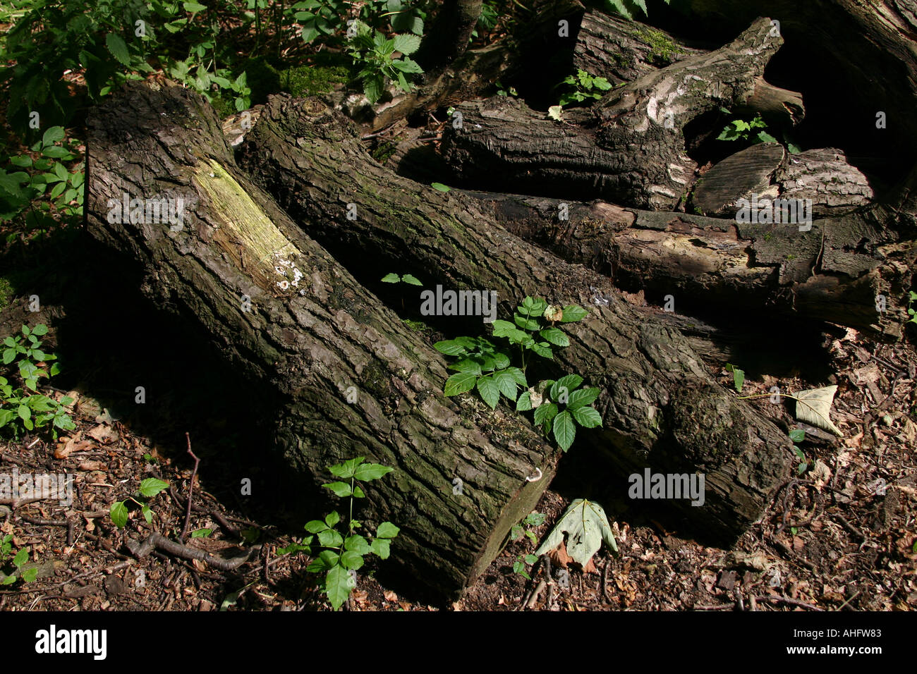 Logs of wood on forest floor cut up after clearing fallen trees Stock ...