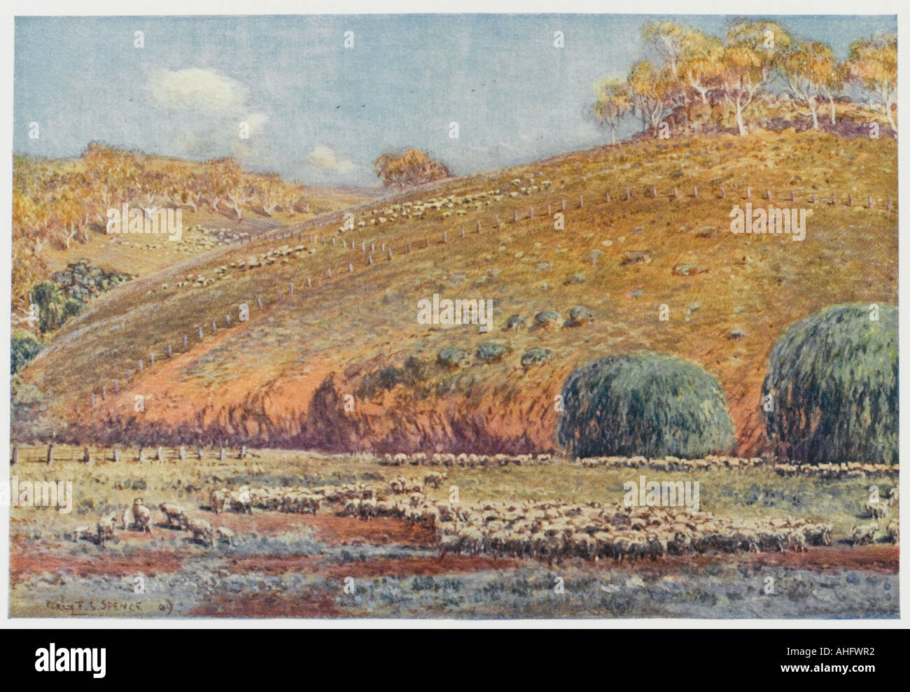 Australian sheep hi-res stock photography and images - Alamy