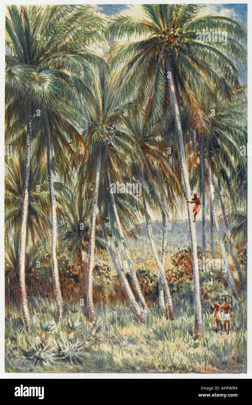 Australian native nuts hi-res stock photography and images - Alamy