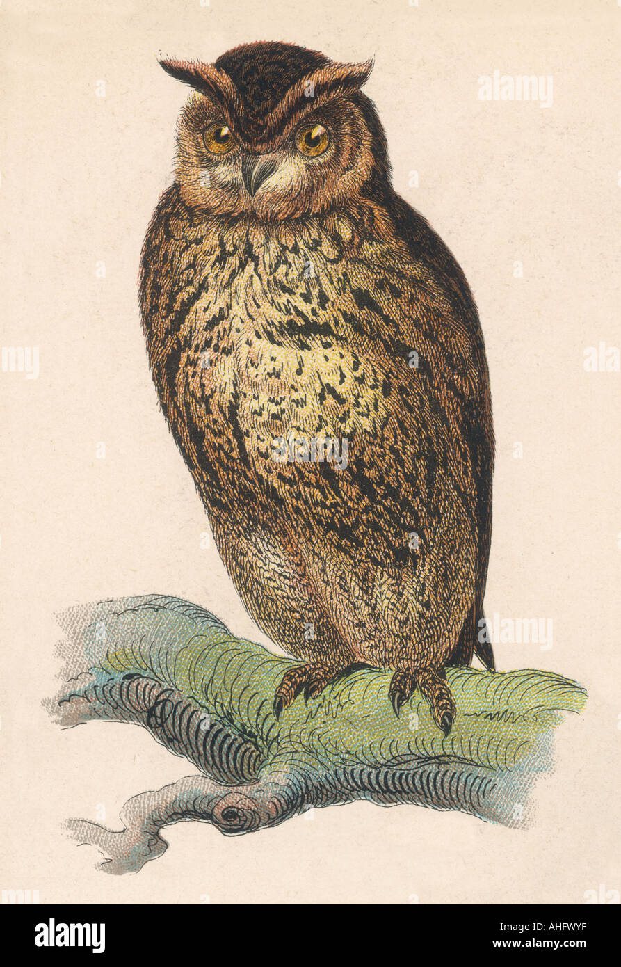 Owl you hi-res stock photography and images - Alamy