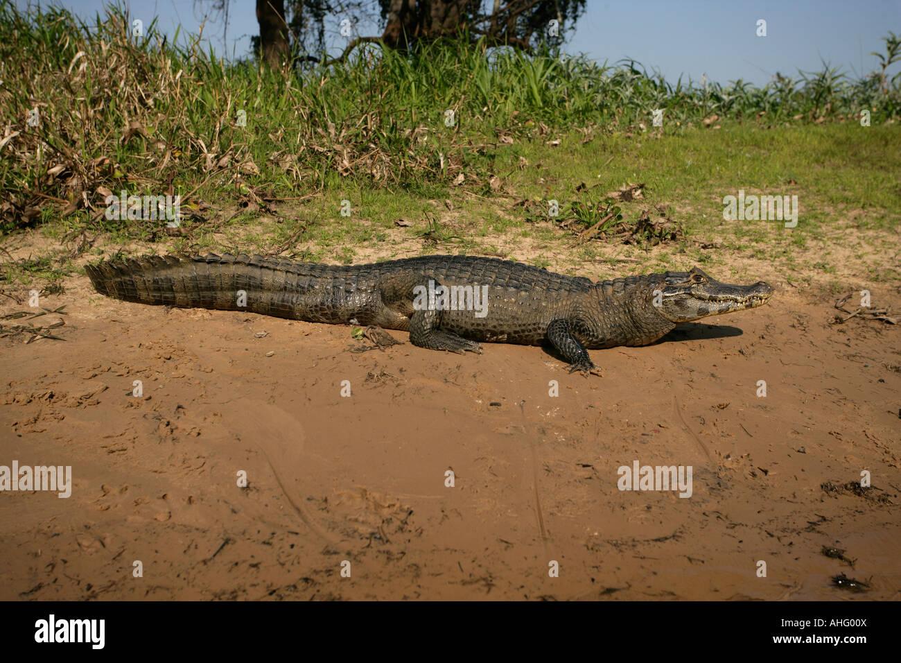 SPECTACLED CAIMAN Caiman crocodilus Stock Photo - Alamy