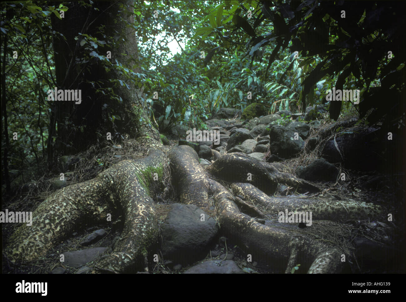 Tree Roots Rain Forest Hilo Hawaii Stock Photo - Alamy