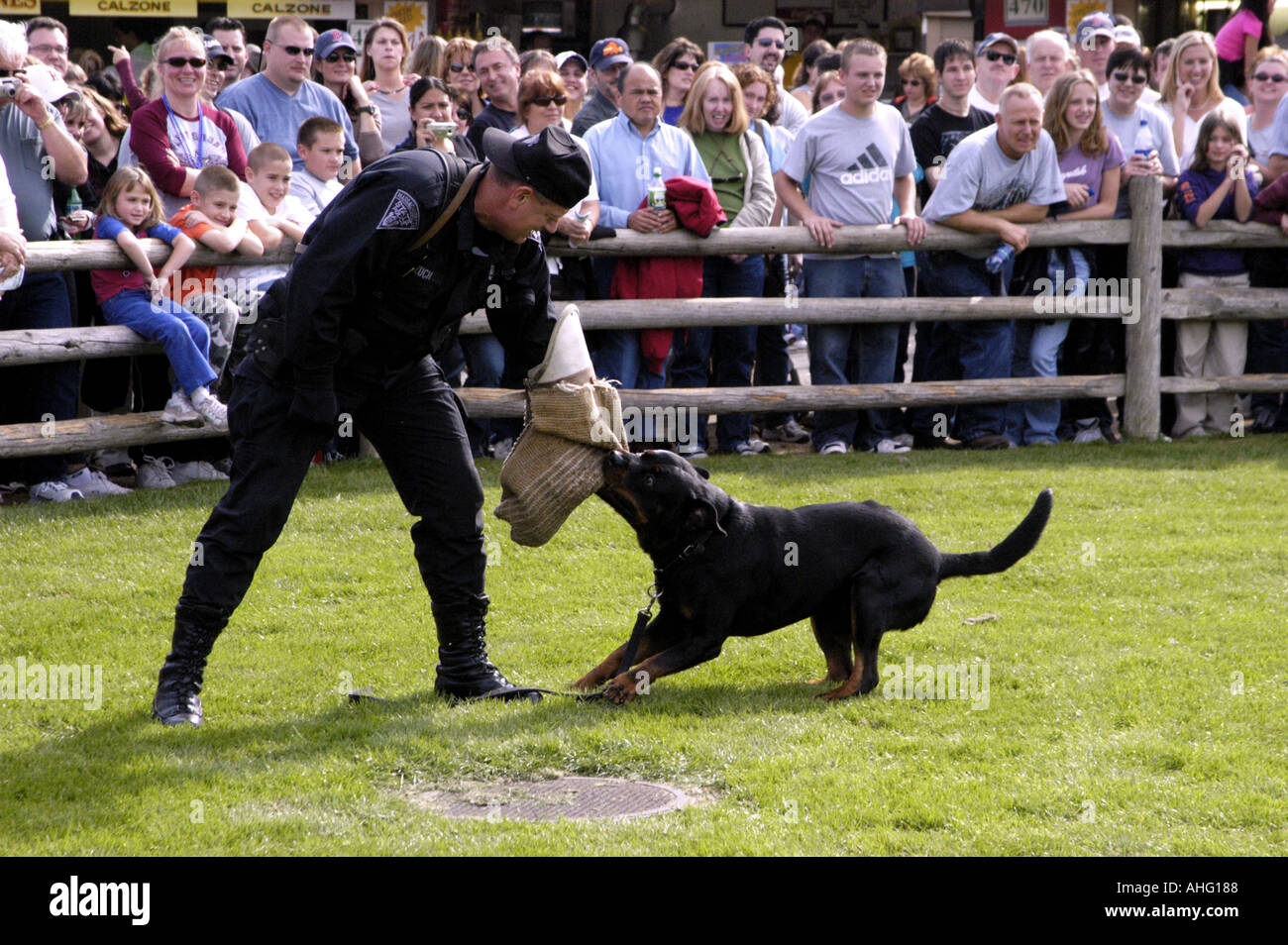 State police demonstrating capture of offender by police dog Stock ...