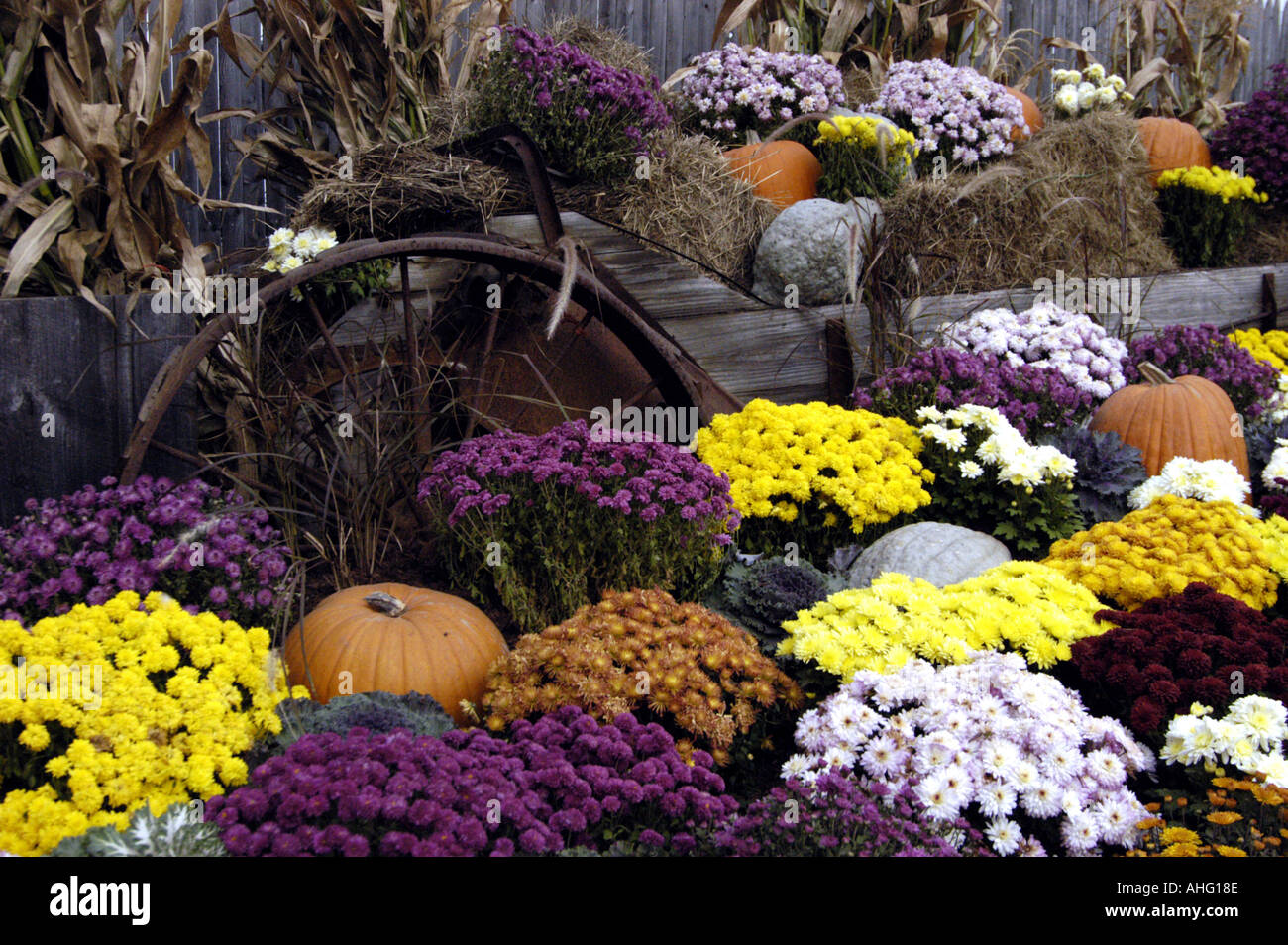 Autumn harvest display of flowers and pumpkins Stock Photo - Alamy