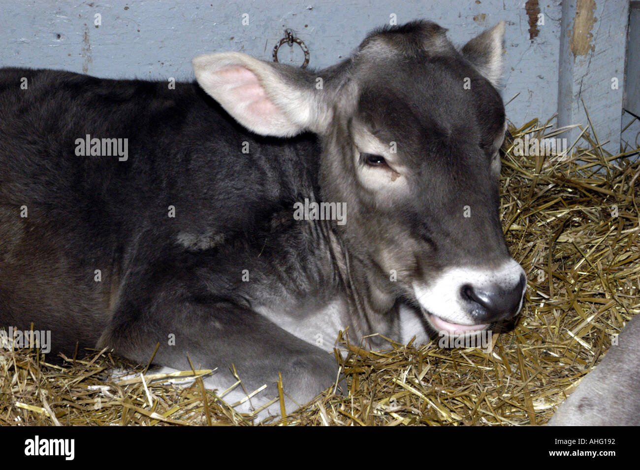 Young cow resting in stall Stock Photo - Alamy