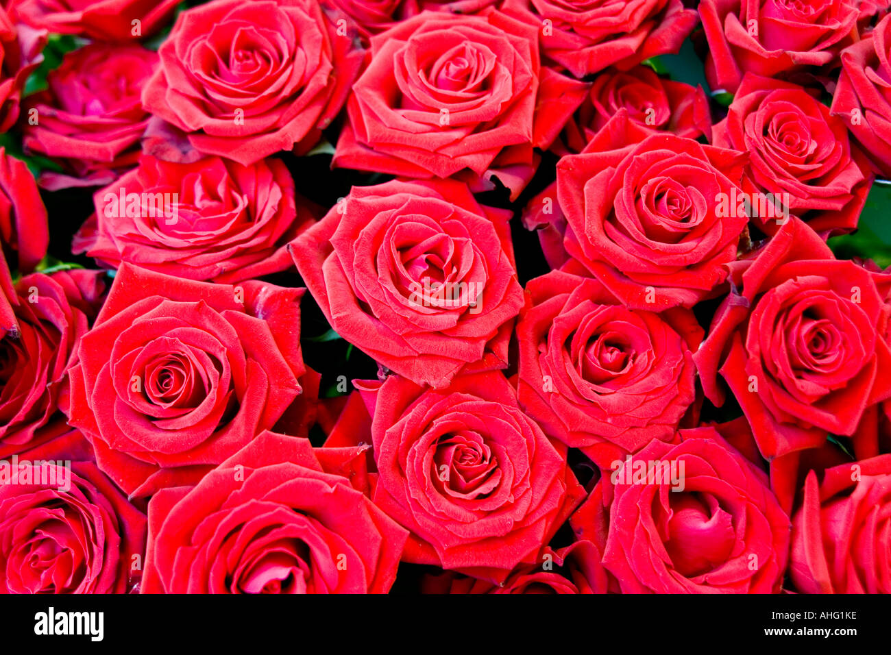 Red roses hi-res stock photography and images - Alamy