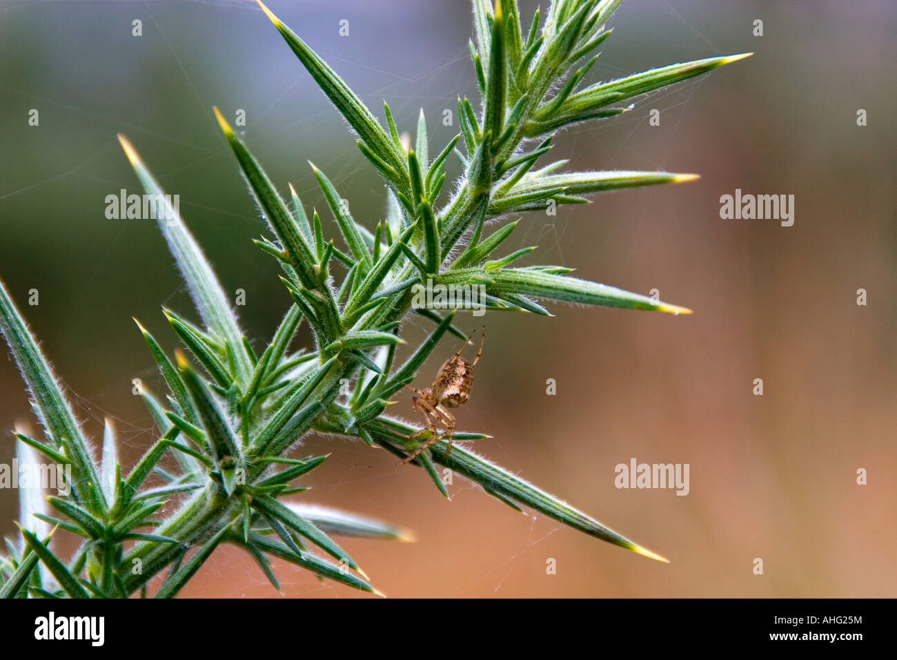 close-up of spiky plant and spider, glen nevis, scotland, uk Stock ...