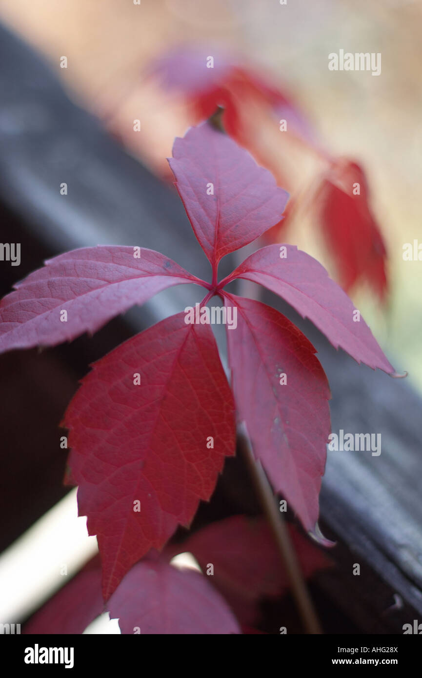 Red fall Boston ivy (Partenocissus tricuspidata) ornamental plant in ...