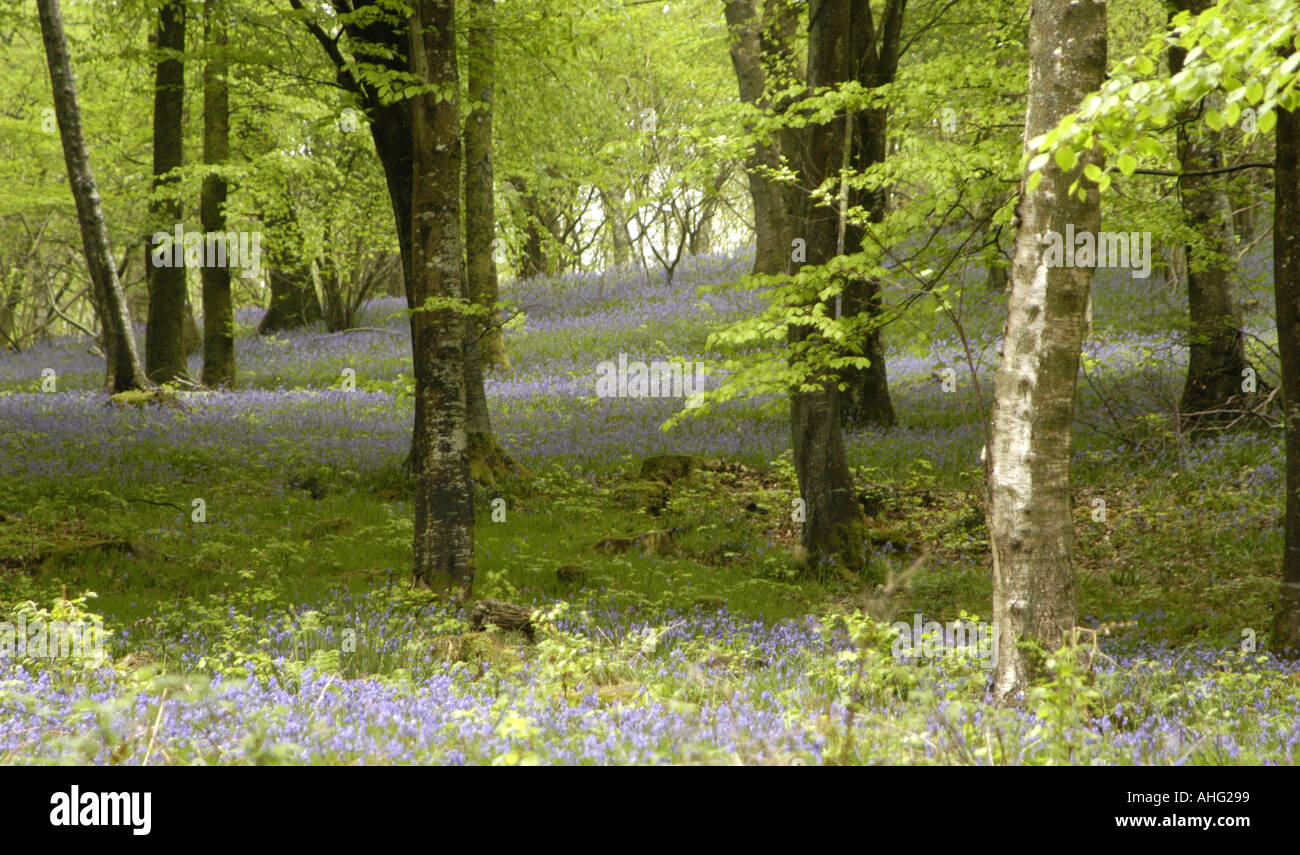River Exe in Exmoor Stock Photo - Alamy