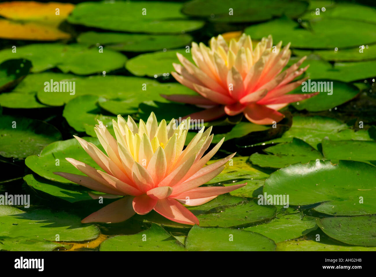 Lakes water lilies blossom hi-res stock photography and images - Alamy