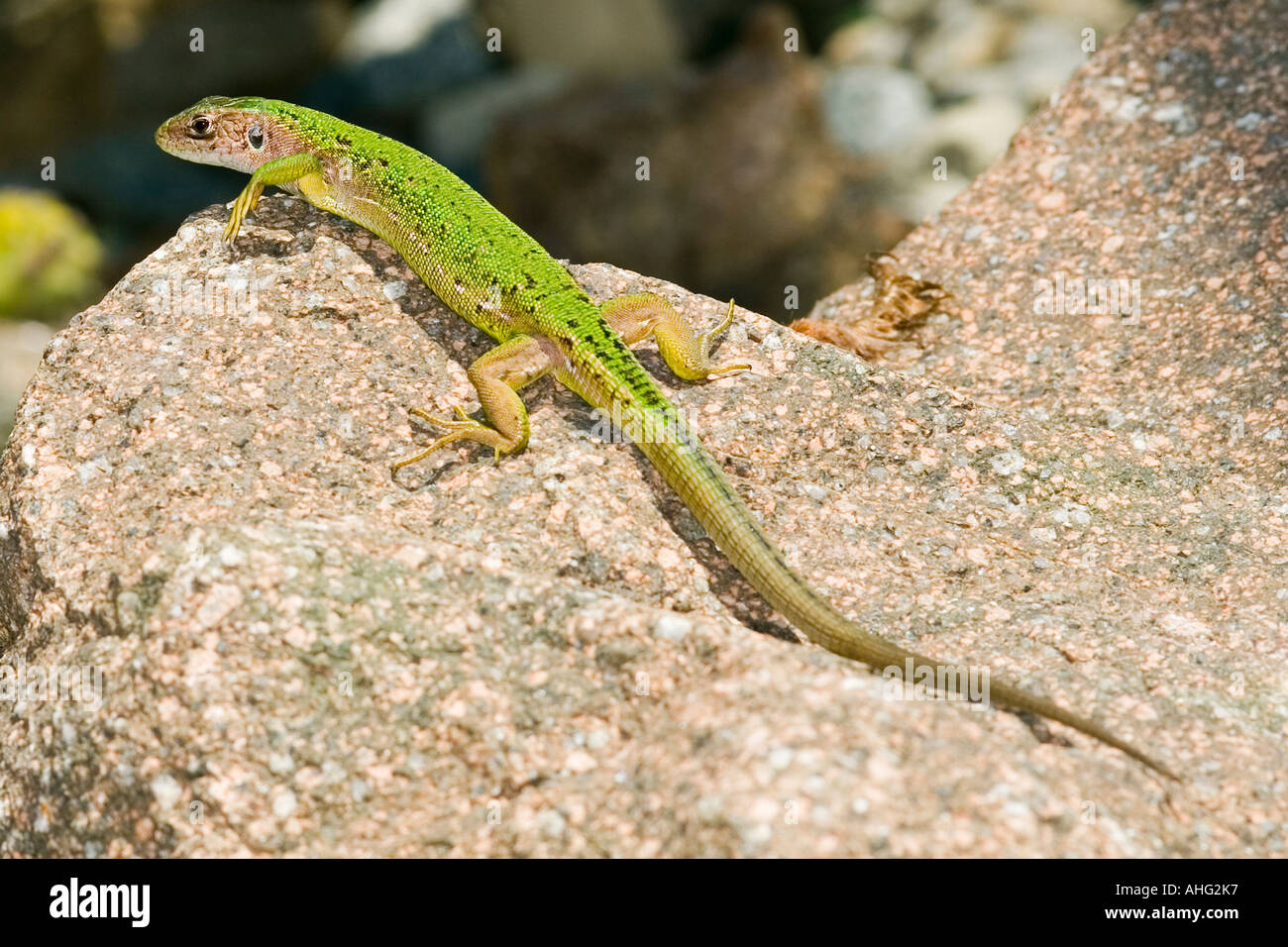 Acerta hi-res stock photography and images - Alamy