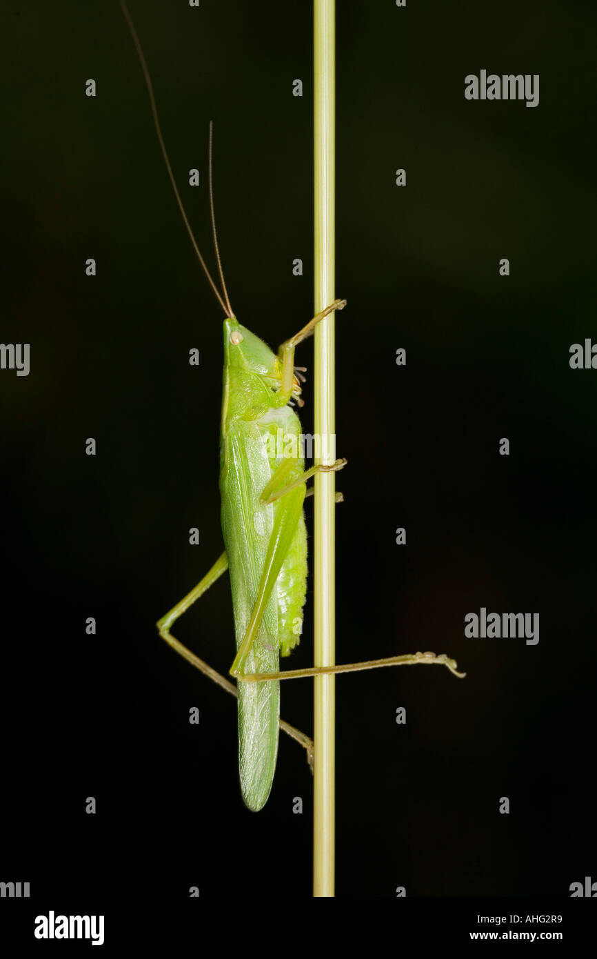 Ruspolia nitidula hi-res stock photography and images - Alamy