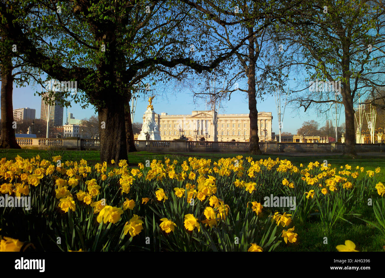 Spring daffodils buckingham palace hi-res stock photography and images ...