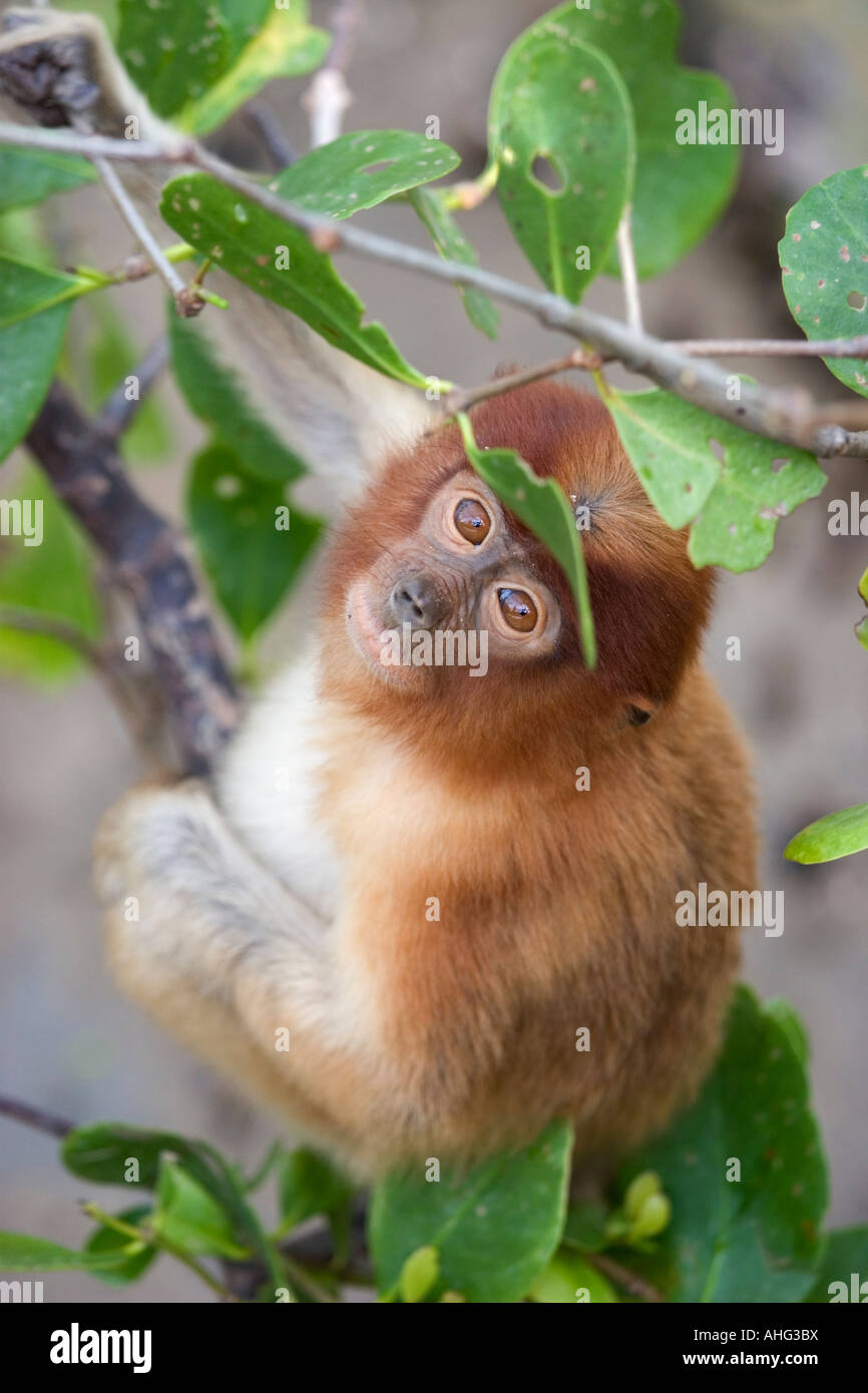 Juvenile proboscis monkey feeding on mangroves in Bako National Park ...