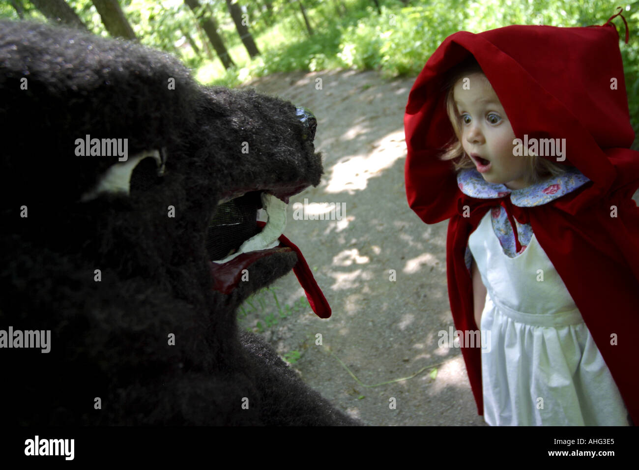 little red riding hood meets the wolf on the path Stock Photo - Alamy