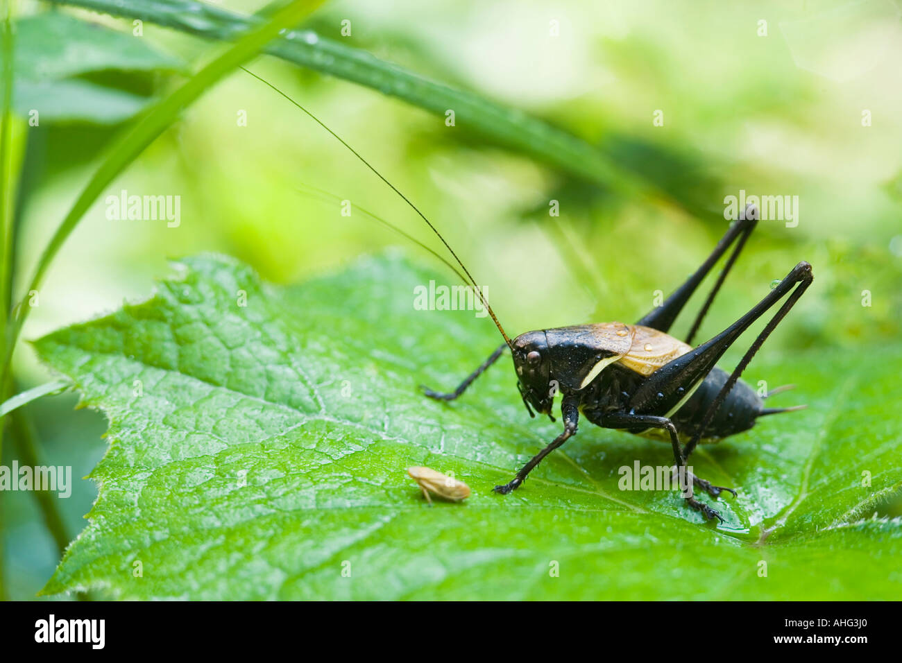 Pholidoptera Aptera Stock Photos & Pholidoptera Aptera Stock Images - Alamy