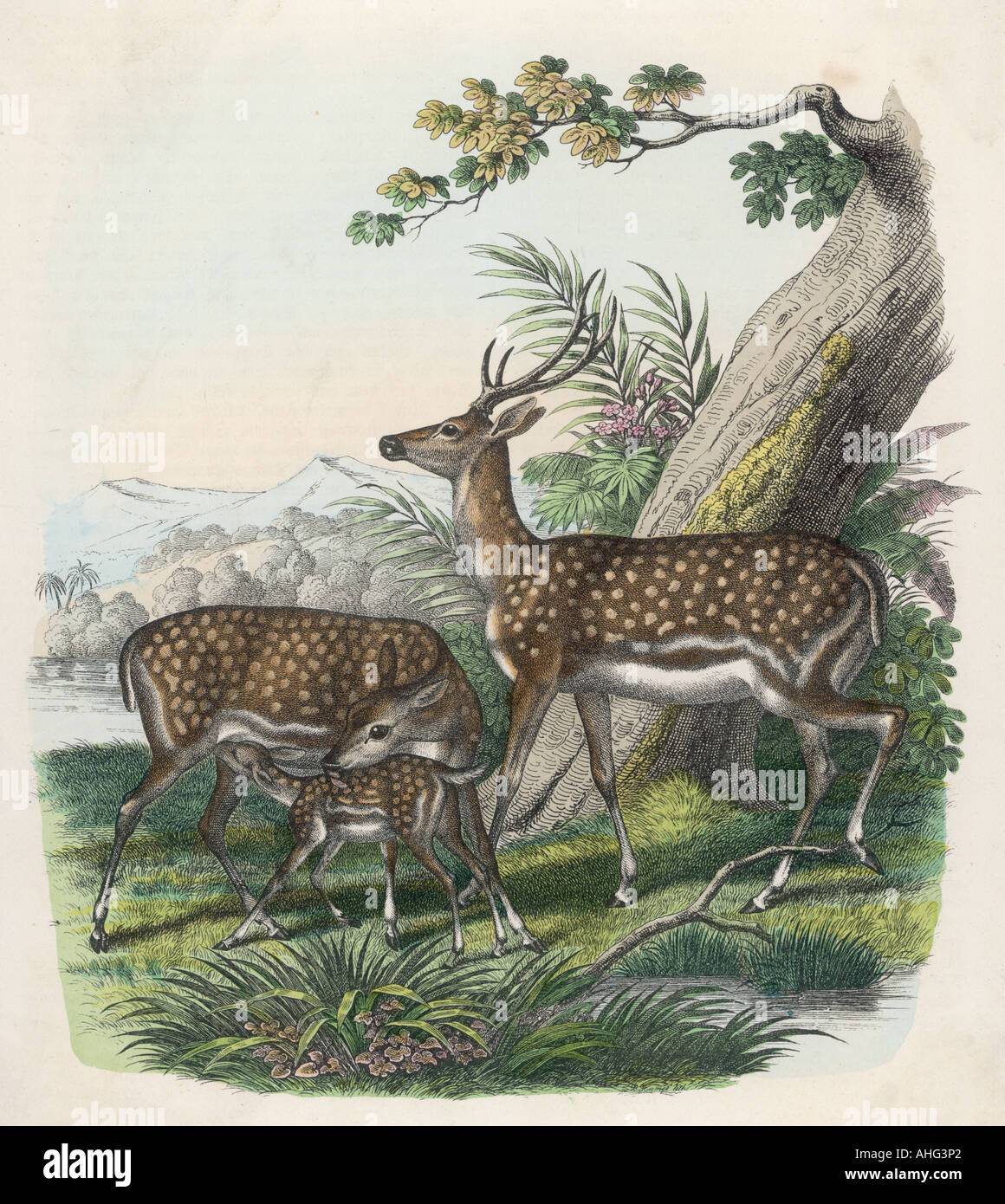 German animals hi-res stock photography and images - Alamy