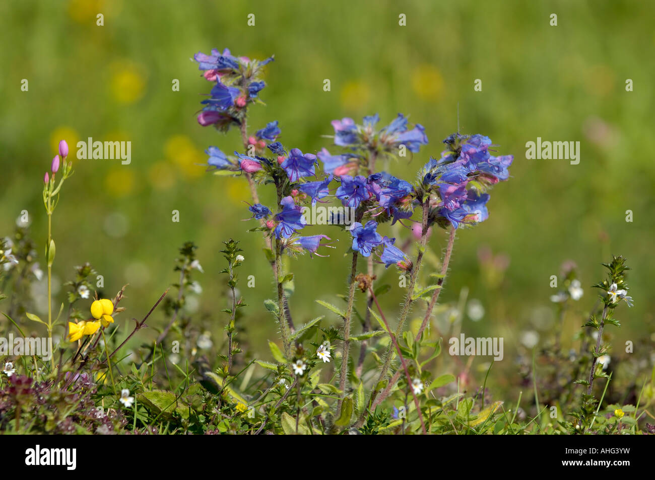 Vipers Bugloss Echium vulgare Stock Photo - Alamy