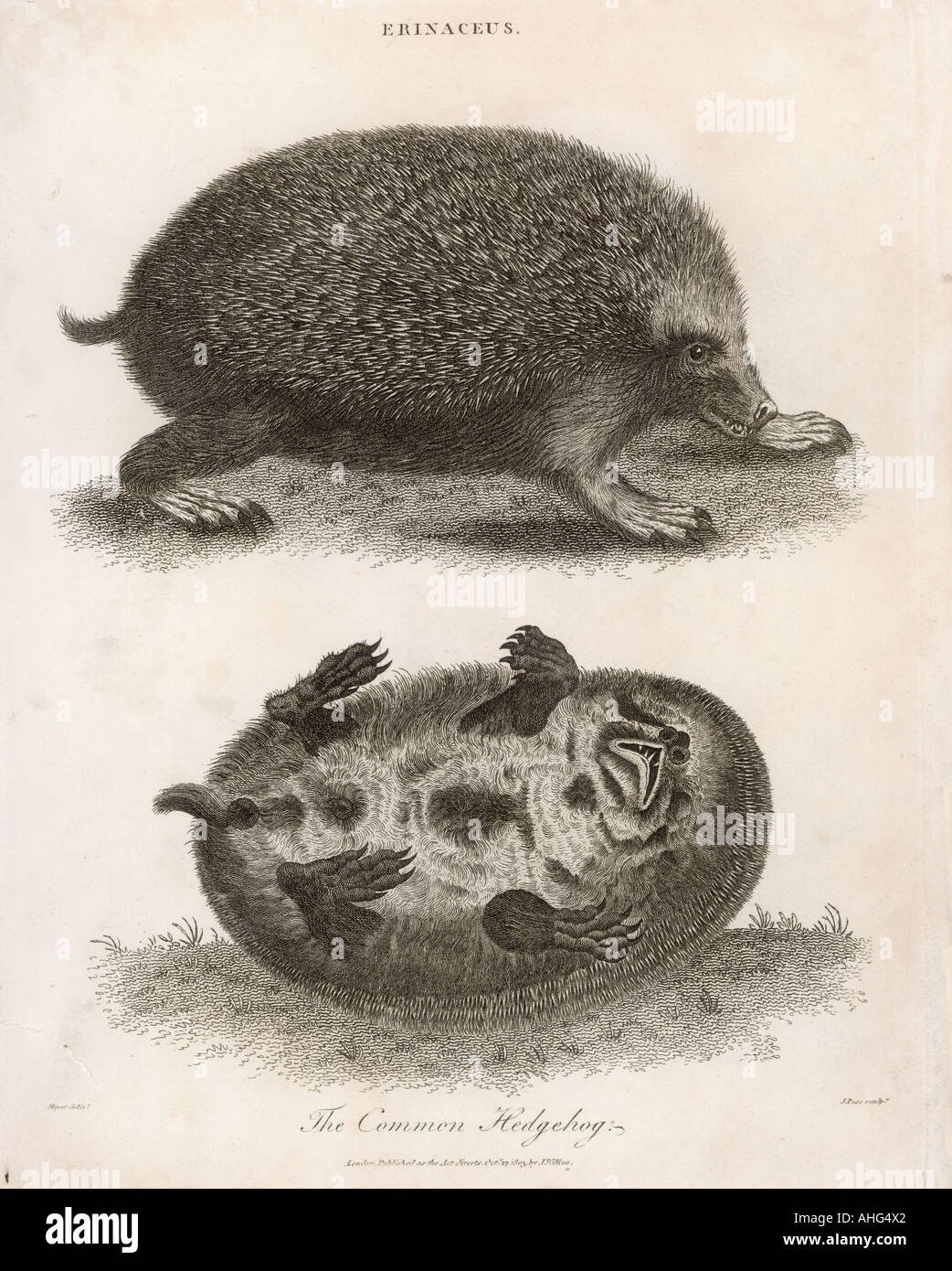 Hedgehog Common 1803 Stock Photo - Alamy