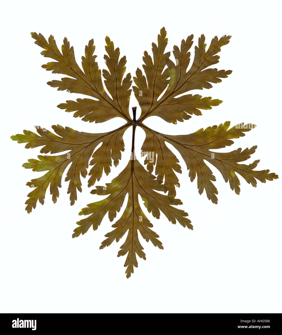 Pressed leaf and flowers hi-res stock photography and images - Alamy