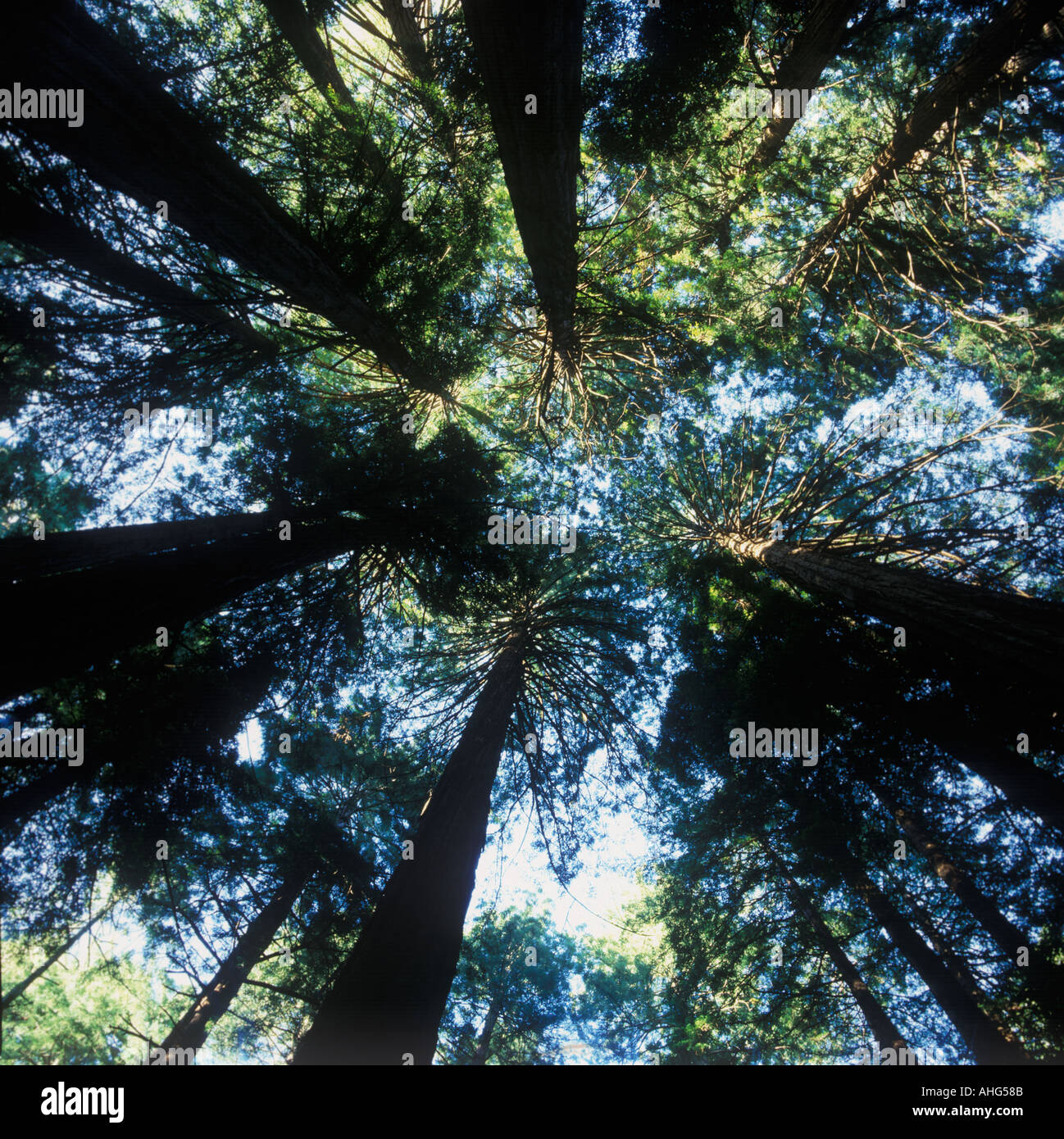 California Redwood trees Stock Photo - Alamy