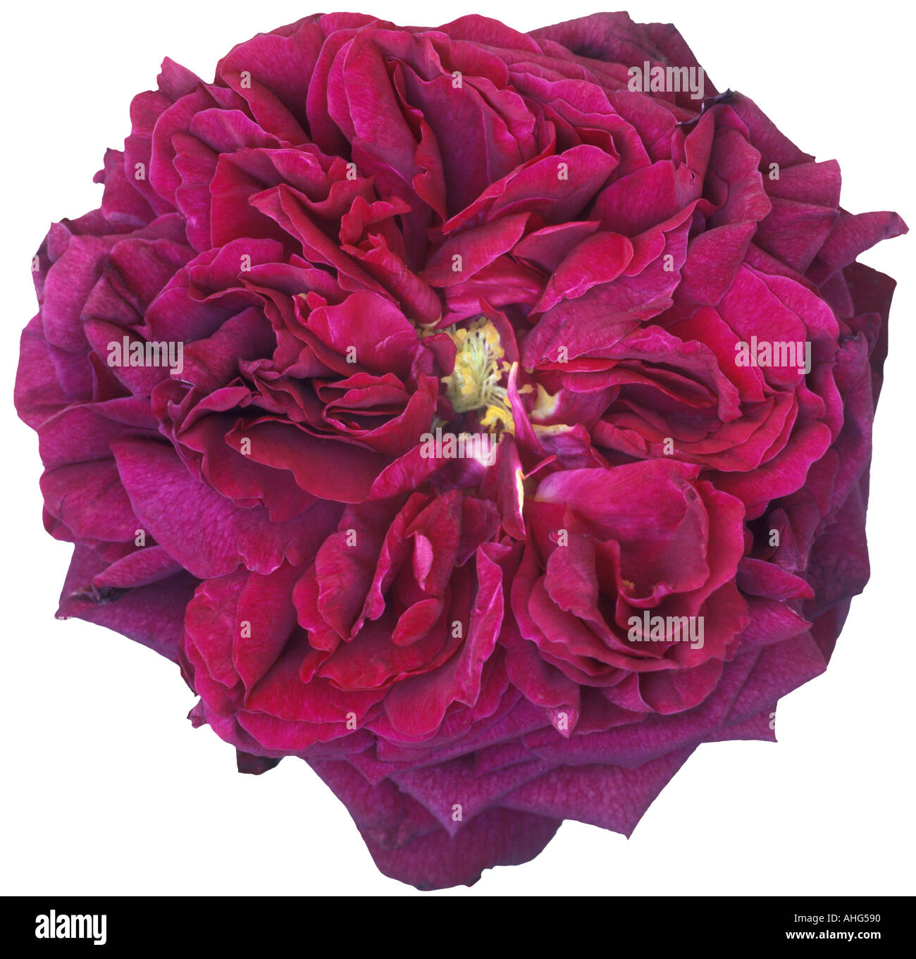 David austin rose the prince hi-res stock photography and images - Alamy