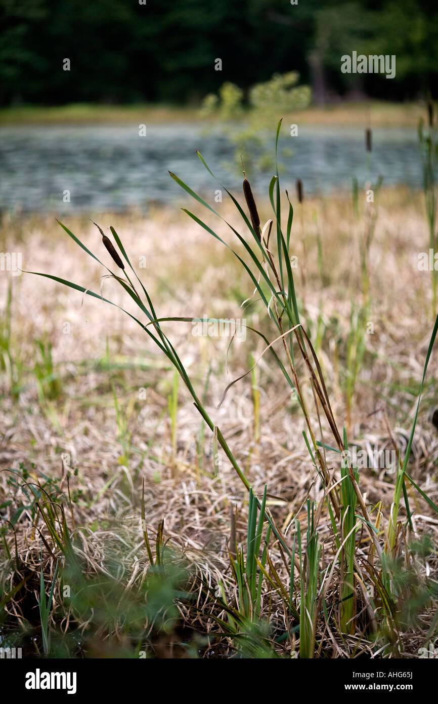 Bullrushes hi-res stock photography and images - Alamy